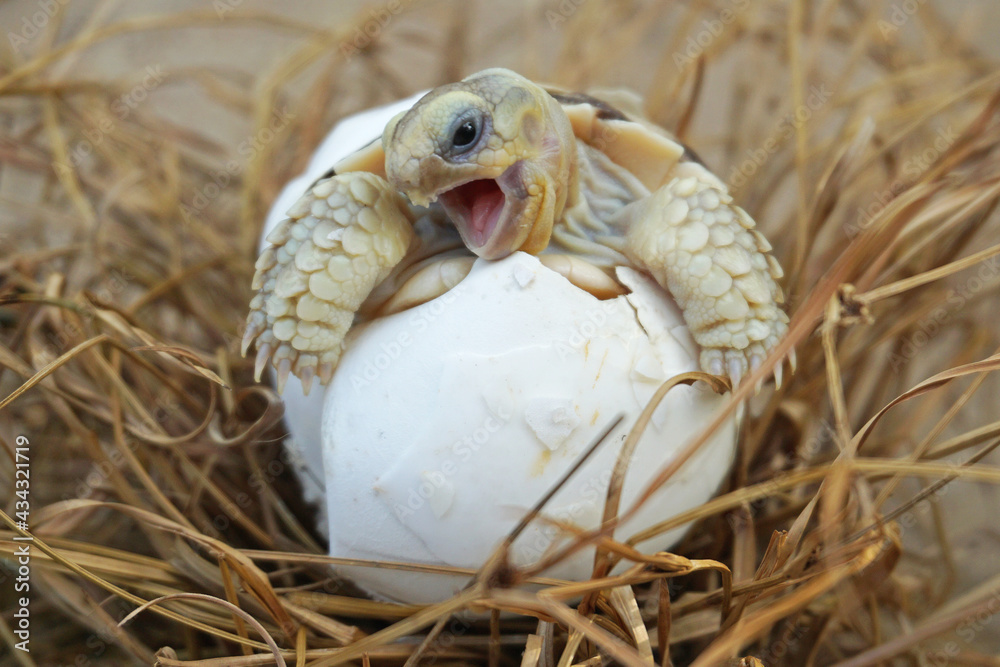 Africa spurred tortoise being born, Tortoise Hatching from Egg, Cute ...