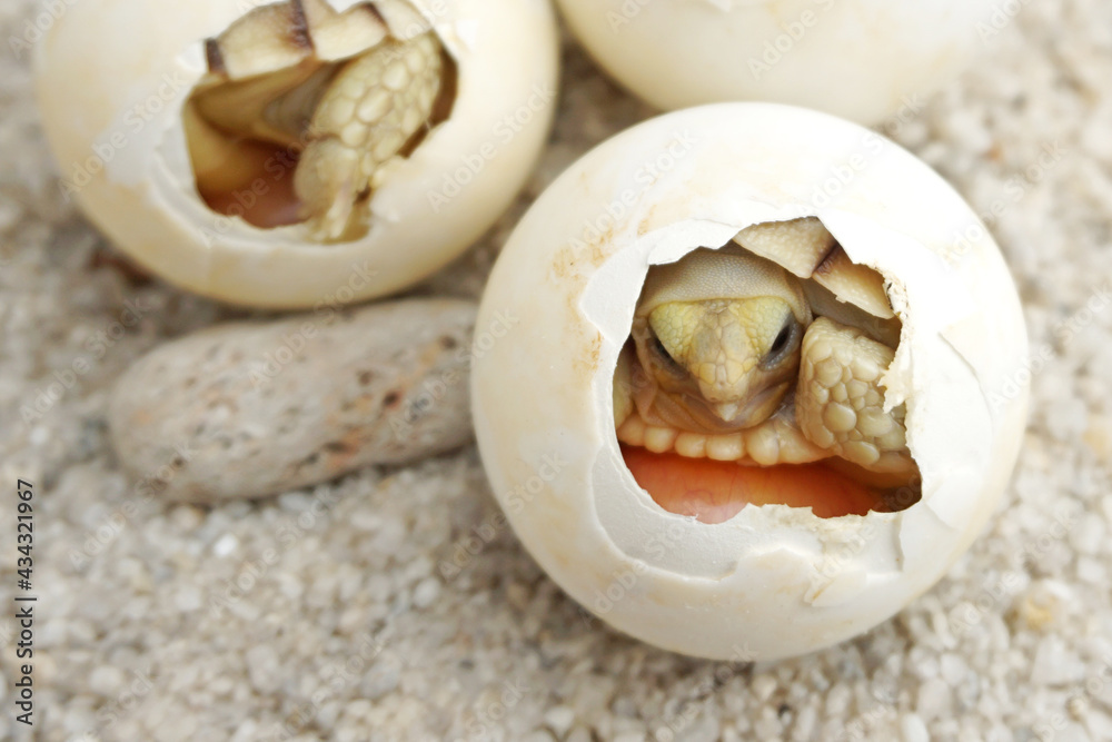 Africa spurred tortoise being born, Tortoise Hatching from Egg, Cute ...