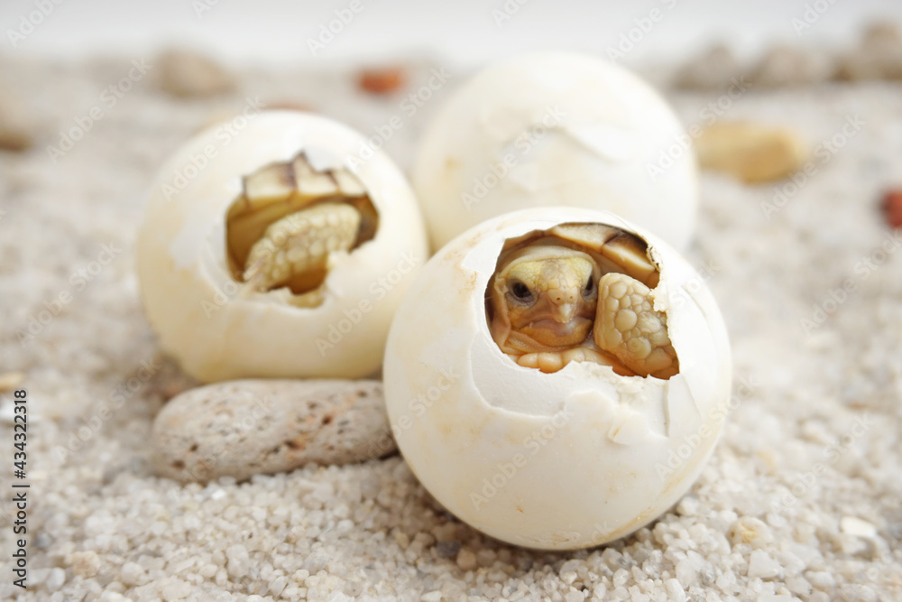 Africa spurred tortoise being born, Tortoise Hatching from Egg, Cute ...