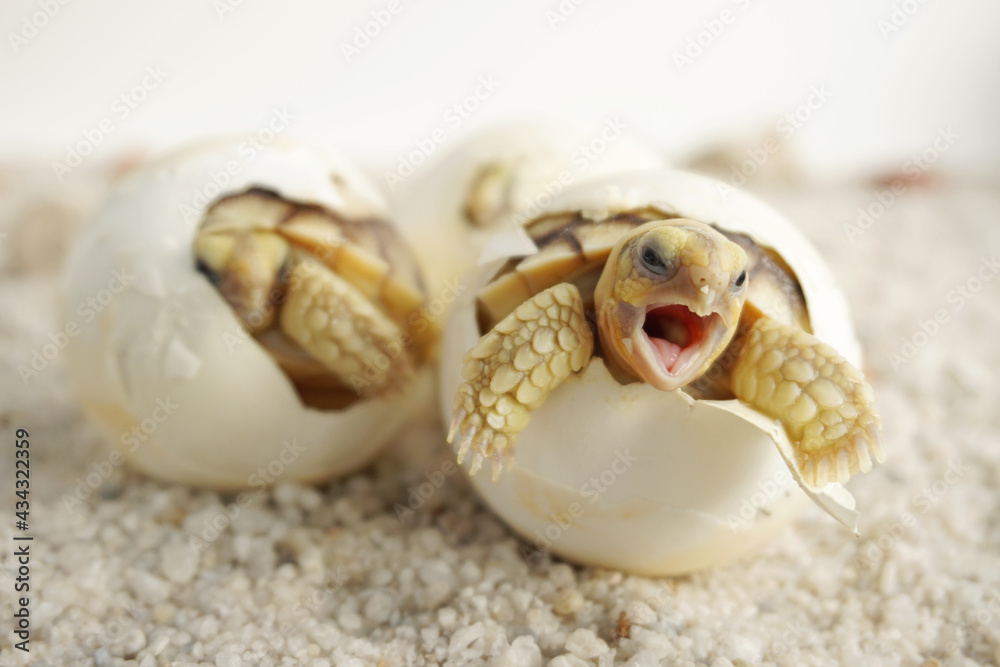 Africa spurred tortoise being born, Tortoise Hatching from Egg, Cute ...