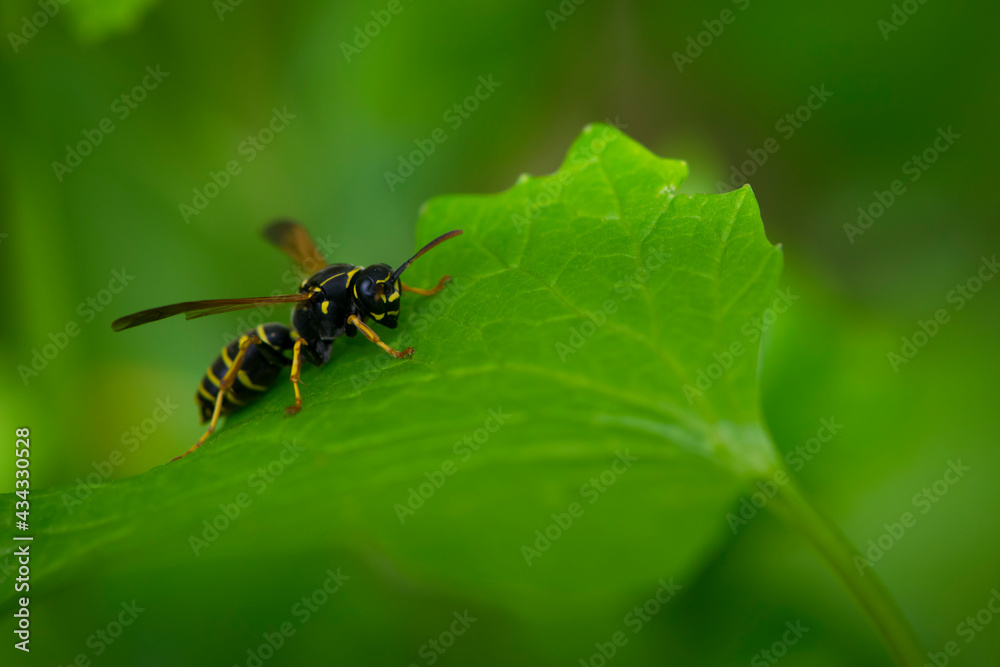 Wasp on a green leaf. Parts of the body of a wasp close-up. Insect close-up. Yellow pattern on ...