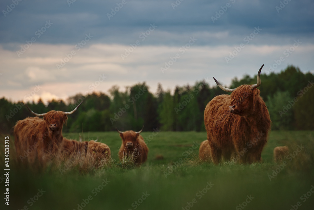Highland cattle herd with calves Stock Photo | Adobe Stock