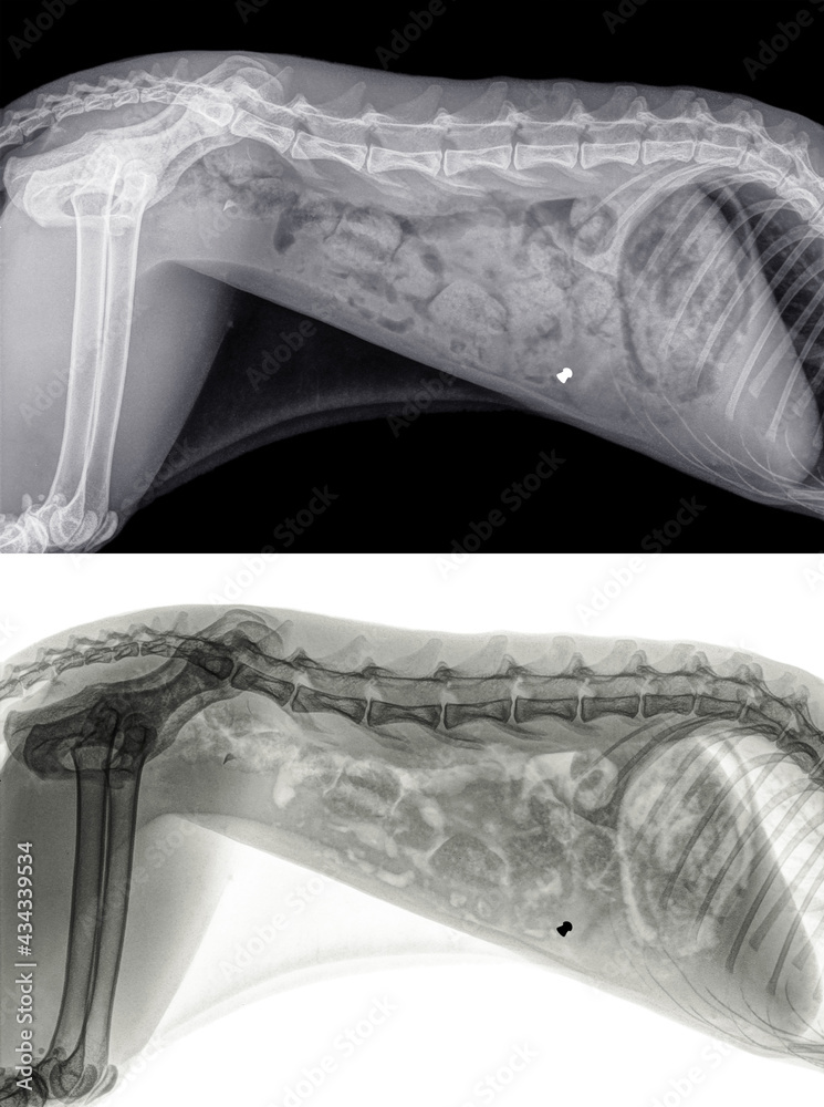 X-ray of a cat shot with an airgun bullet. The bullet is located in the ...