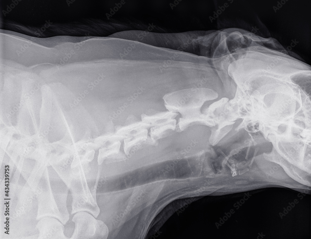 Digital X-ray of the side of the neck of a dog with normal cervical ...