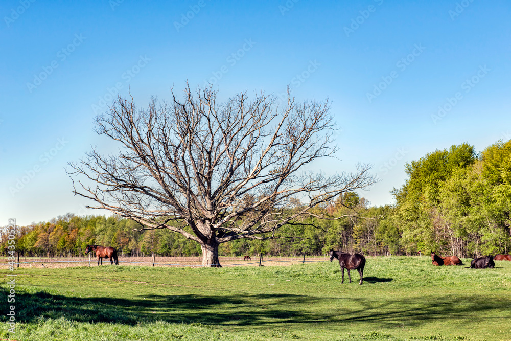 This tree is a part of a series. The same tree whose image I've ...