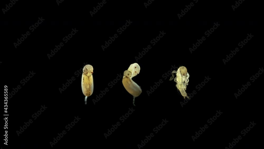 Movement of the embryo in the egg, emergence from the egg and the born ...