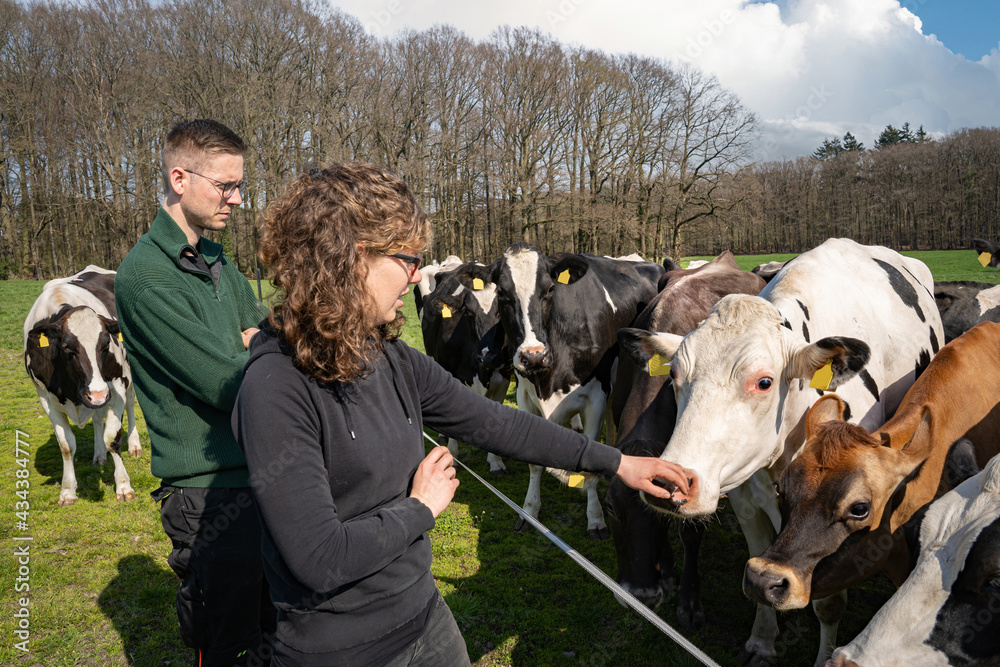 Milchviehhaltung - junges Landwirtspaar steht bei einigen Kühen auf der ...