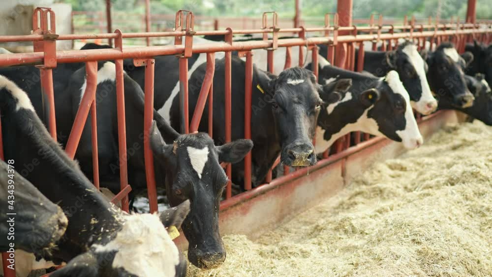 Cow feeding process in the farm, a group of cows are fed. Dairy cattle ...