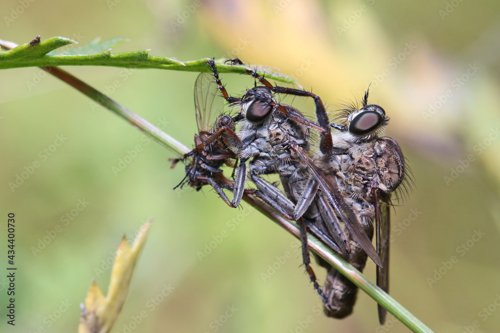 Two robber flies are sitting on a blade of grass. One fly eats the ...