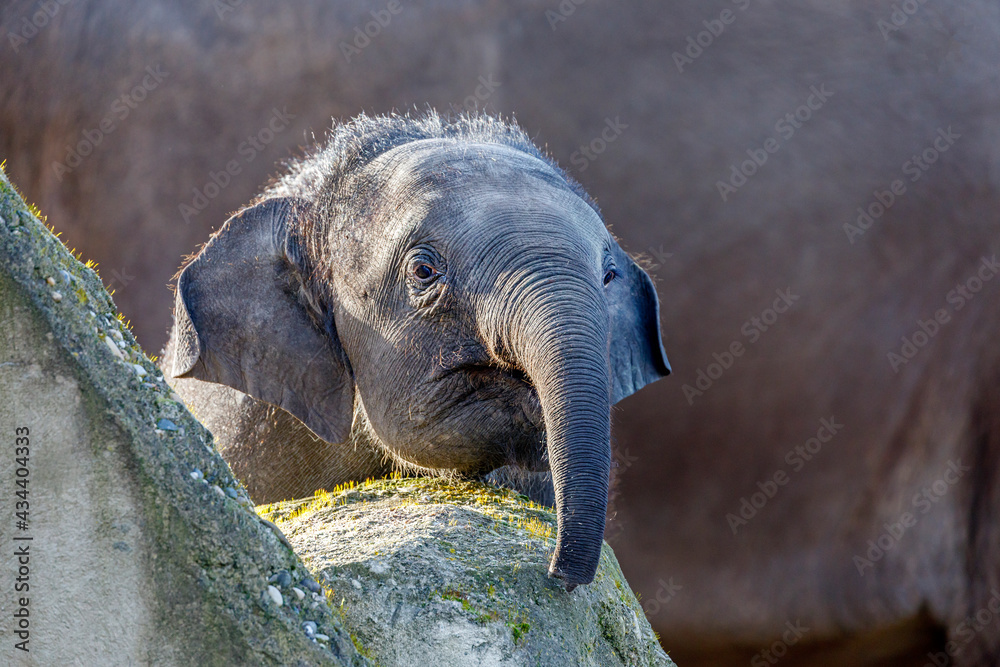 Photo & Art Print Asian elephant (Elephas maximus) on nature background ...