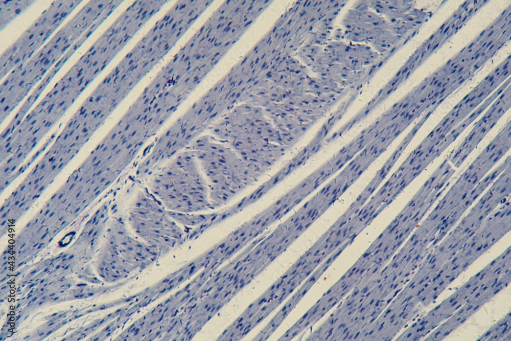 Human cardiac muscle under the microscope Stock Photo | Adobe Stock