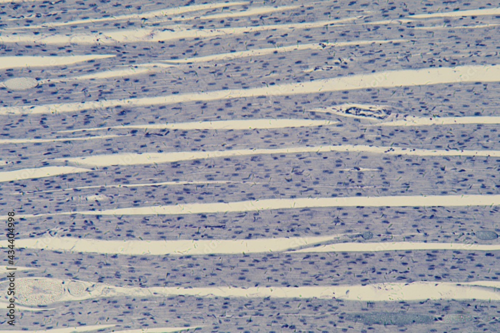Human cardiac muscle under the microscope Stock Photo | Adobe Stock