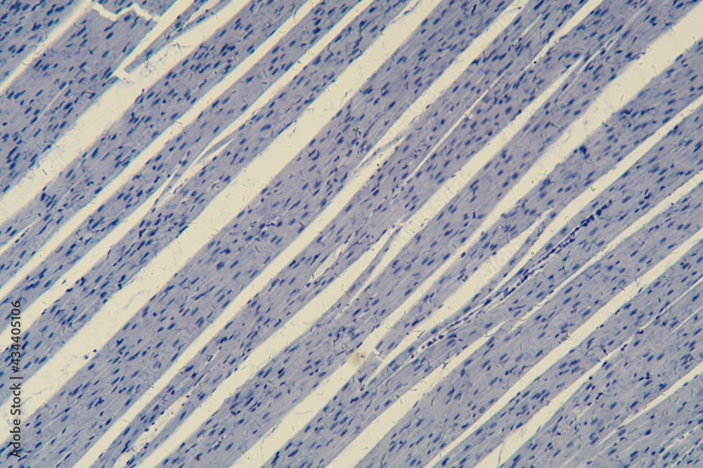 Human cardiac muscle under the microscope Stock Photo | Adobe Stock