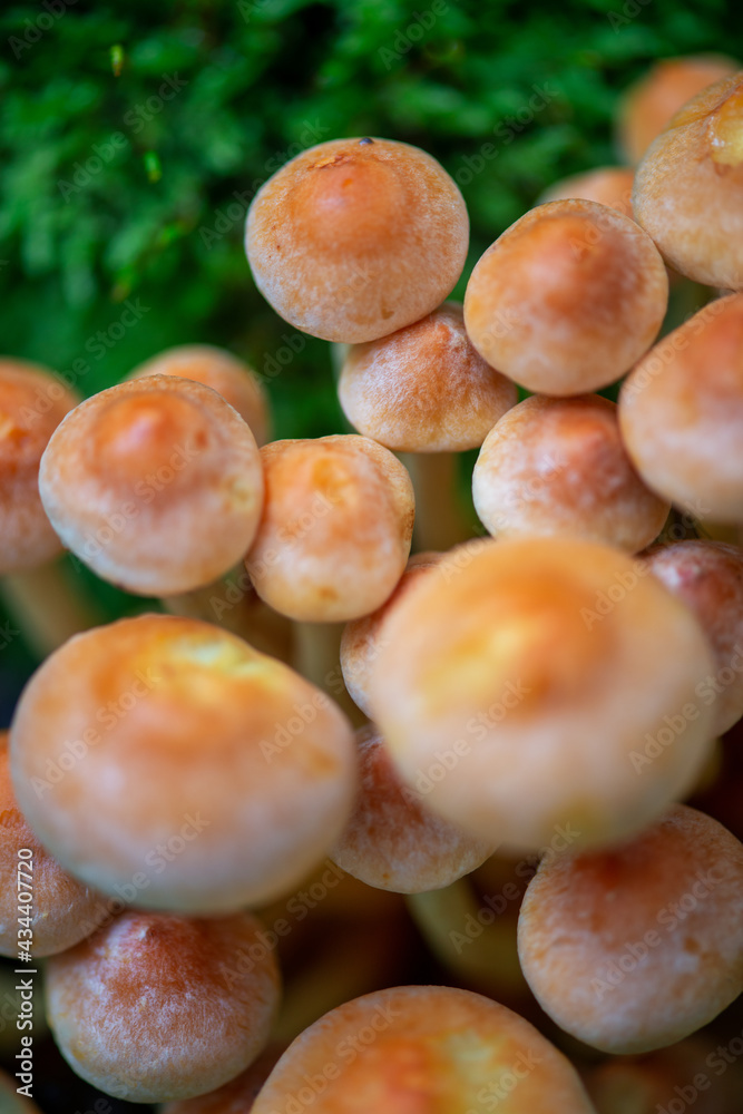 Champignons forestiers, Petits Champignons orange en automne dans la ...