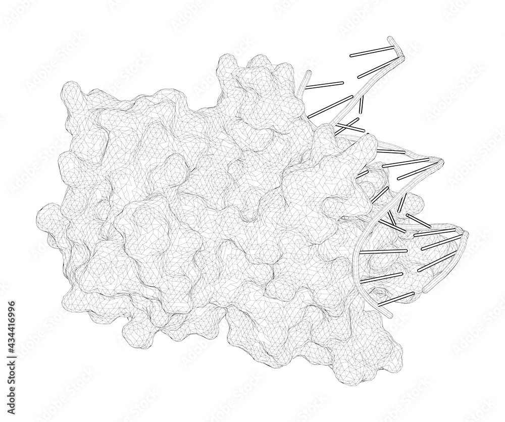 3D rendering as a line drawing of a molecule. Principles of Protein-DNA ...