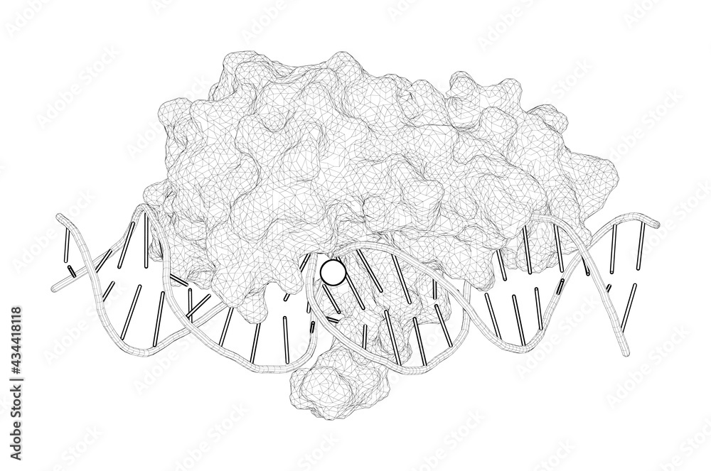 3D rendering as a line drawing of a molecule. The crystal structure of ...