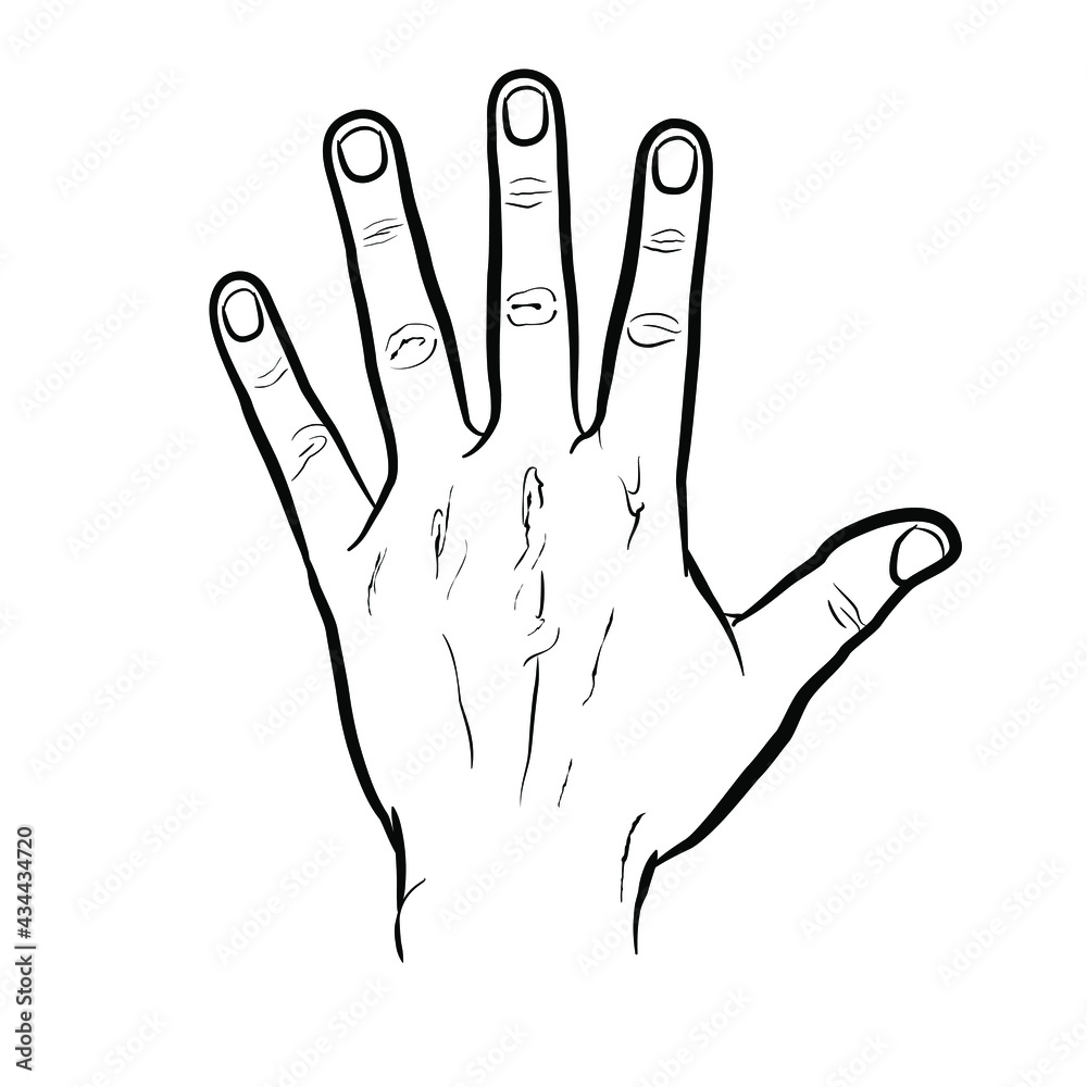 The back of the hand, outline version. Flat vector drawing isolated on ...