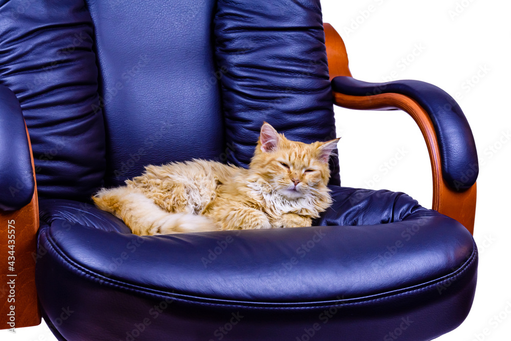Ginger cat in leather office armchair isolated on a white background ...