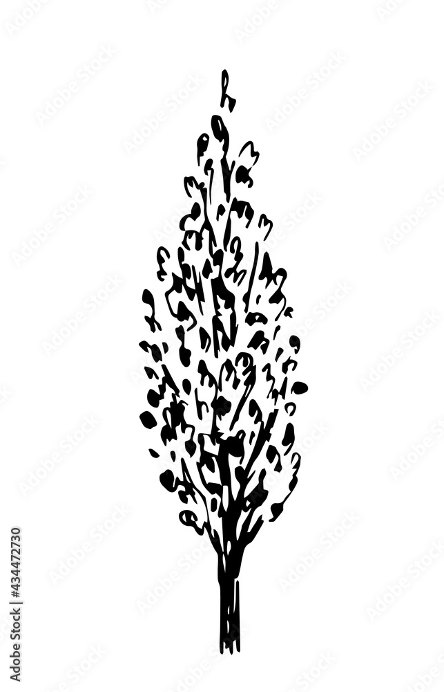 White Poplar Tree Drawing