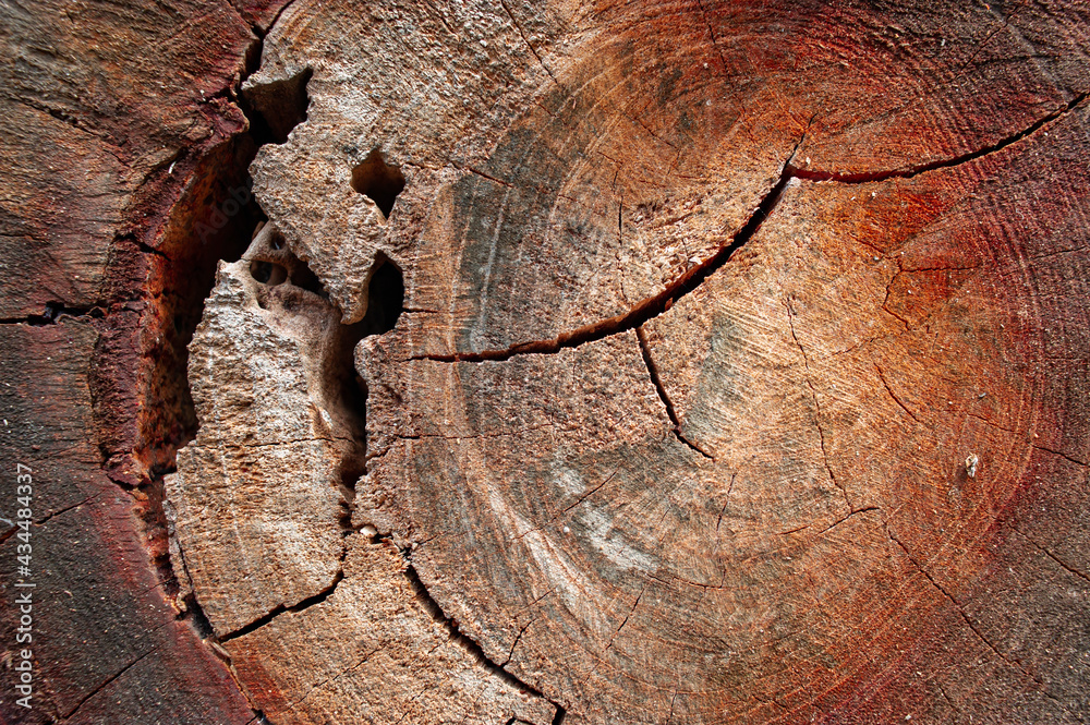 Cross-section of a log cut by a saw, background image of a log Stock ...