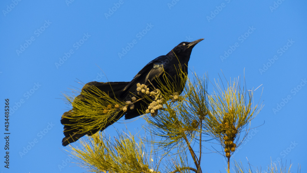 Bird: Great-tailed grackle (Quiscalus mexicanus), looks like a crow and ...