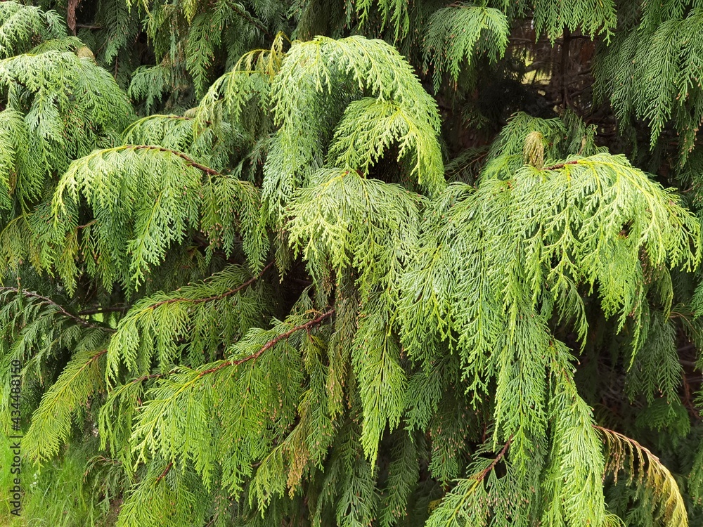 Pendulous branches of Chamaecyparis Nootkatensis Pendula. Stock Photo ...
