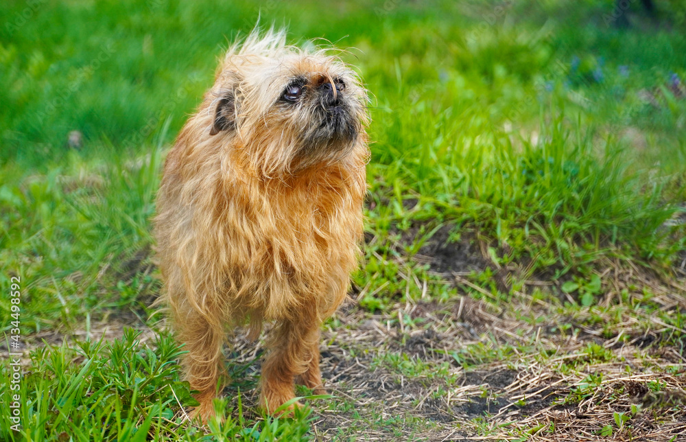 Griffon Bruxellois