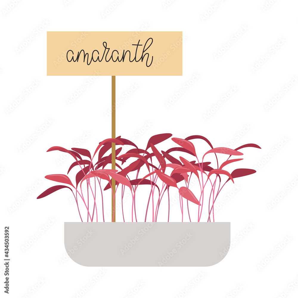 Hand drawn amaranth microgreens. Healthy food. Amaranth Sprouts in ...