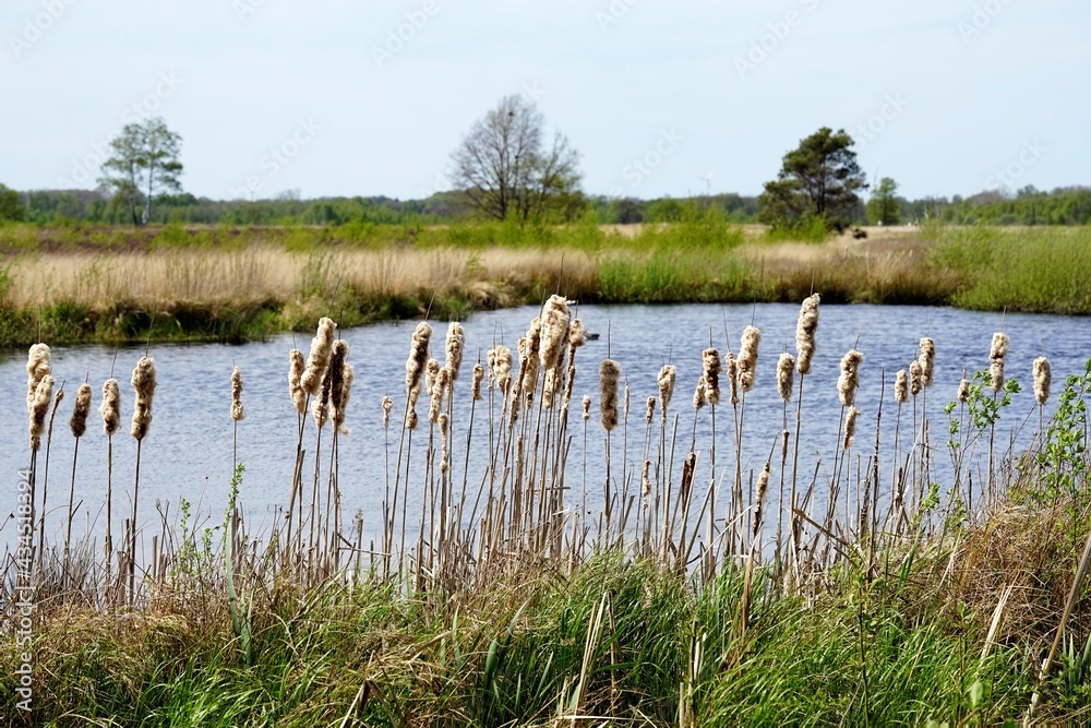Foto de Im grossen Moor,Rohrkolben-Arten sind sommergrüne, ausdauernde ...