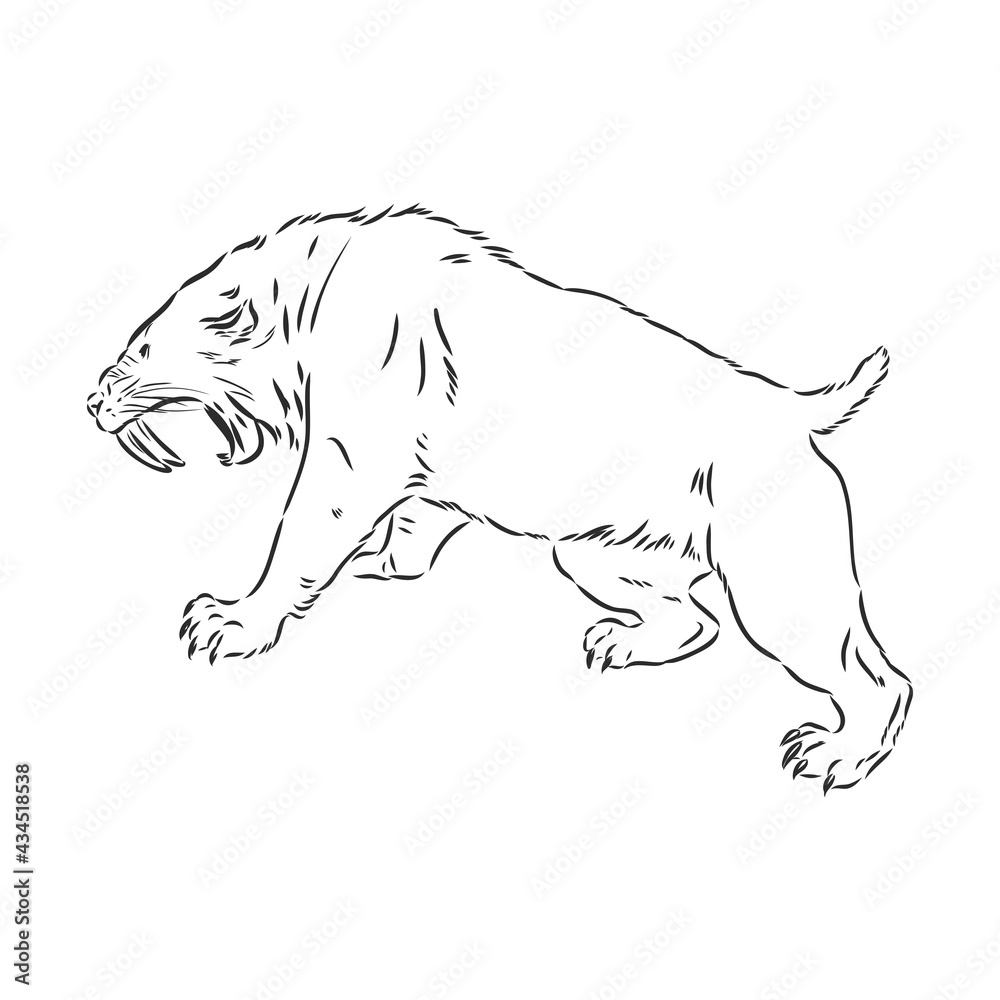Angry Saber Tiger Drawing Vector. saber-toothed tiger vector sketch ...