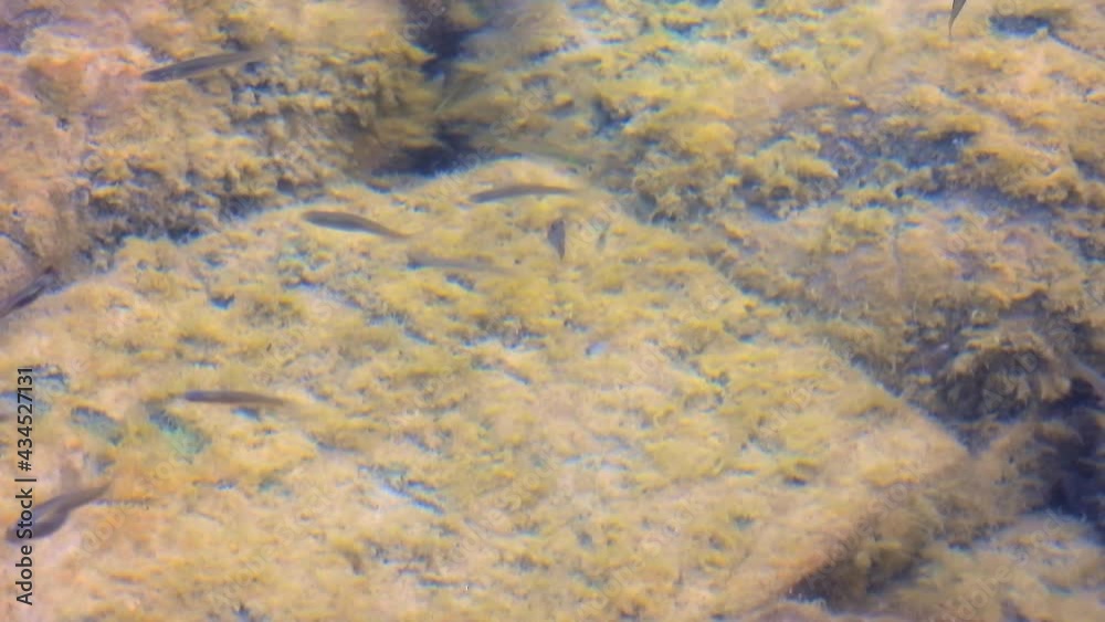 Small fishes on mossy stones in their natural underwater environment ...