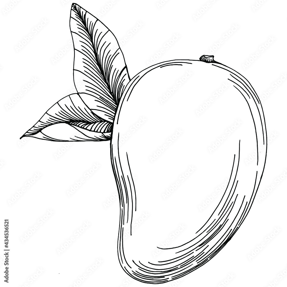 Mango tropical fruit sketch drawing vector. Engraved isolated organic ...