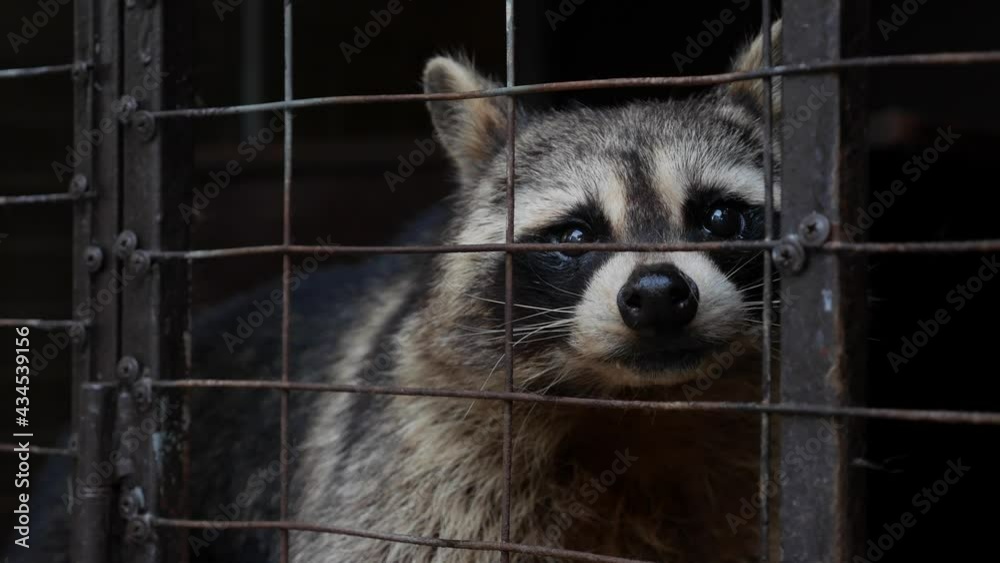 Raccoon sitting in a cage. Cruelty to wild animals. Animals in a cage ...