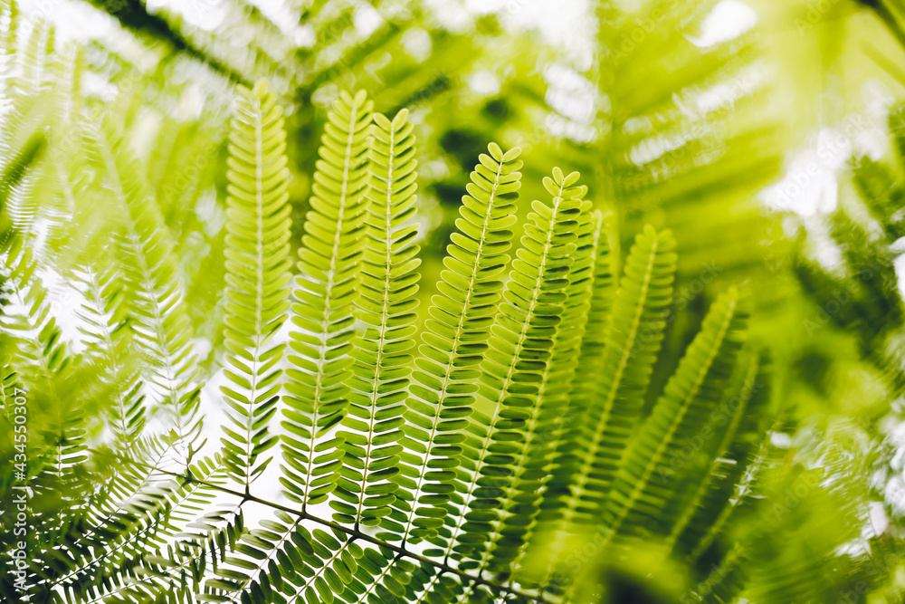 Close-up of Leaves of The Flame tree (Delonix regia (Hook.) Raf ...