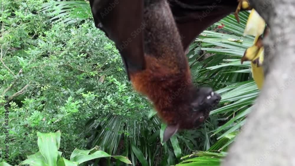 Flying fox, fruit bat, eating fruit hanging upside down from the top of ...