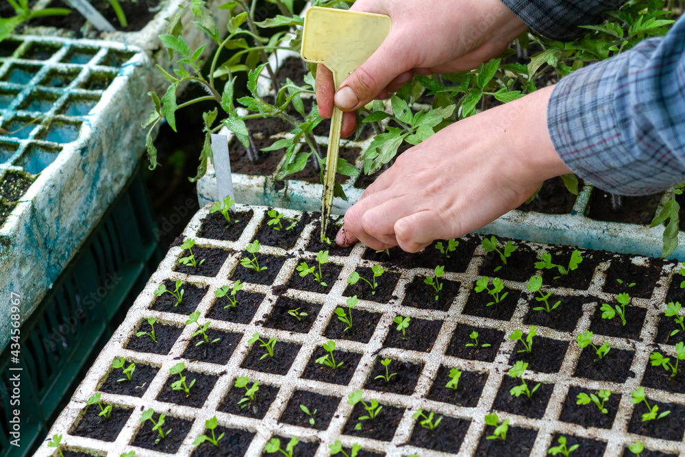Foto de A farmer's hand places a shoot of celeriac (Apium graveolens ...
