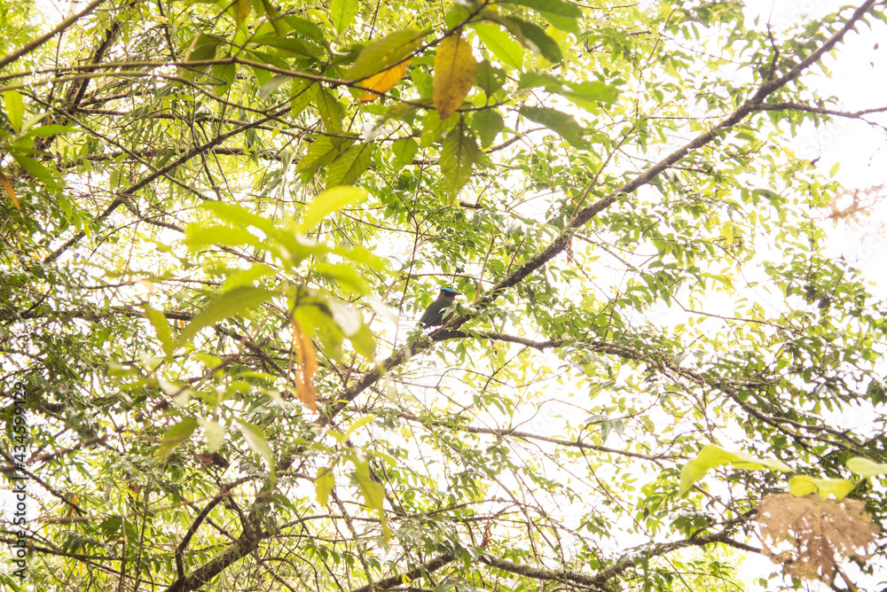 Foto de Barranquero (Momotus momota microstephanus) Endemic bird of the ...