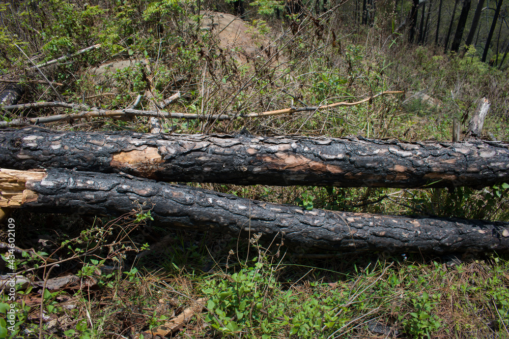 Burnt Indian pine trees or pinus roxburghii pine trees from forest fire ...