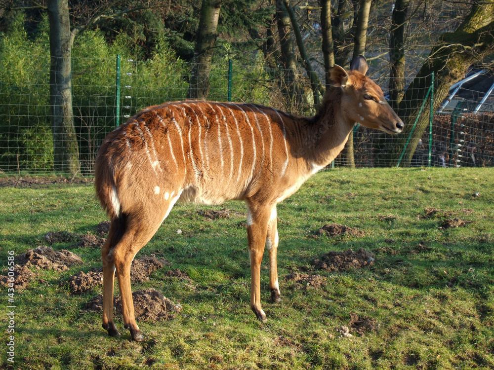 A brown East African bongo with white stripes stands on a green meadow ...