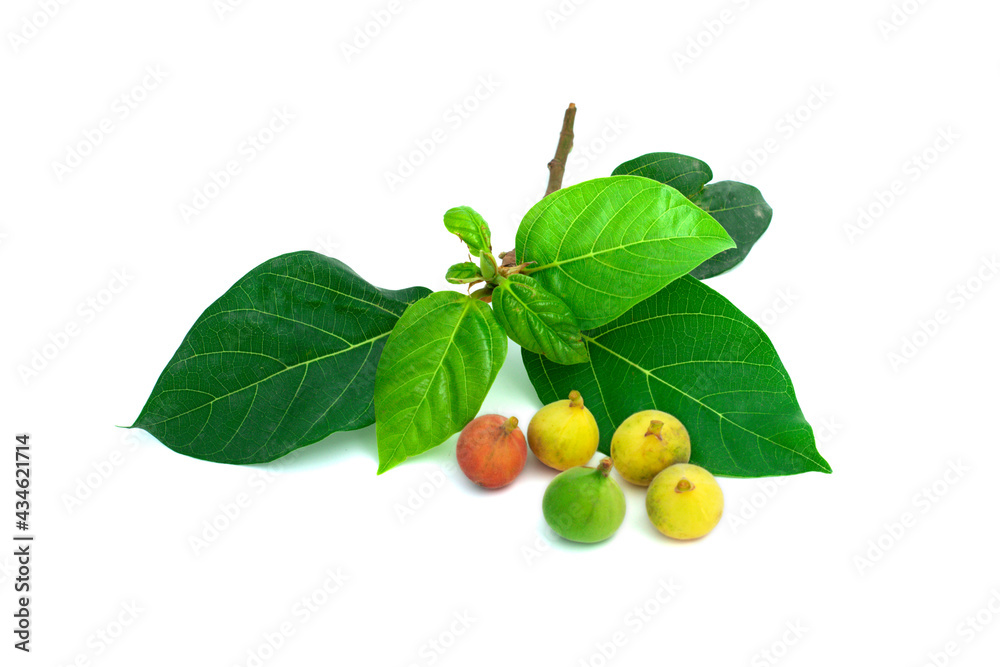 Cluster Fig (Ficus racemosa) green leaves and fruit isolated on white ...