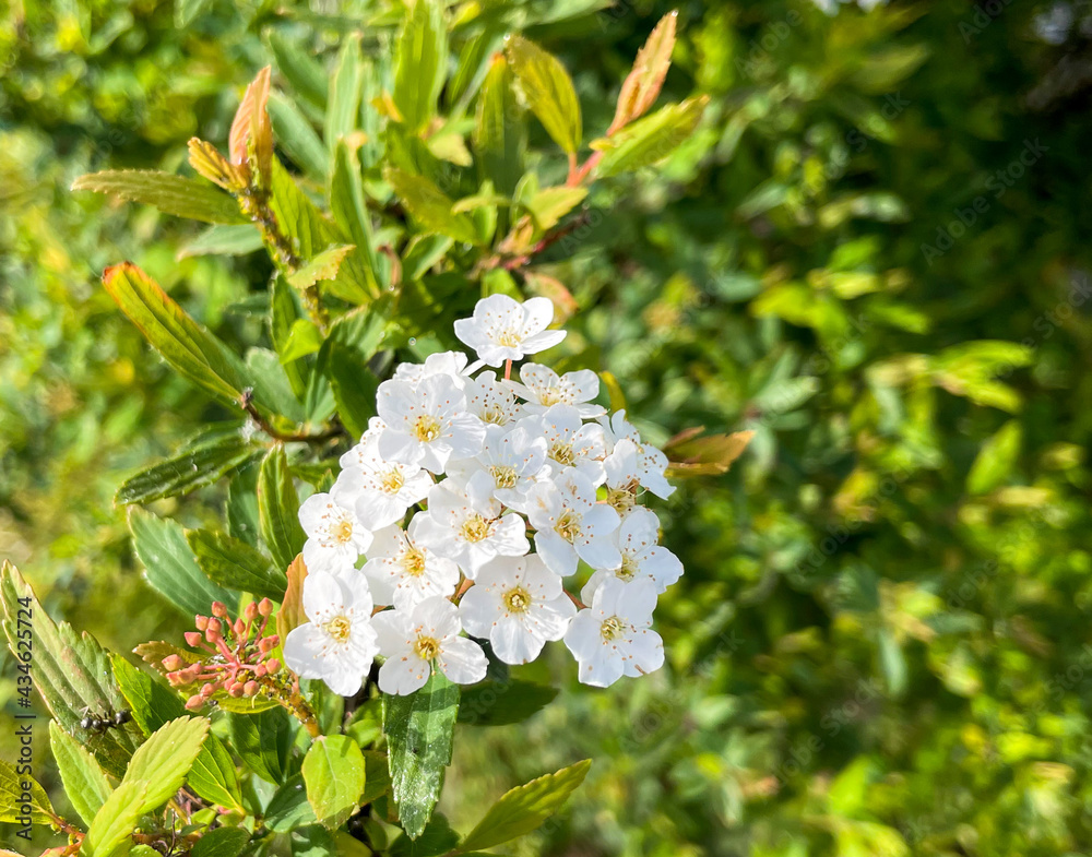Flores blancas en el jardín, exterior Stock Photo | Adobe Stock