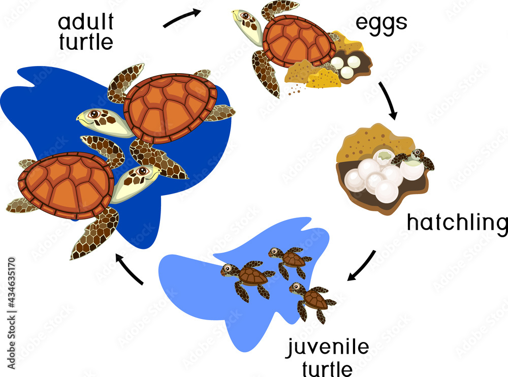 Life cycle of sea turtle. Sequence of stages of development of turtle ...