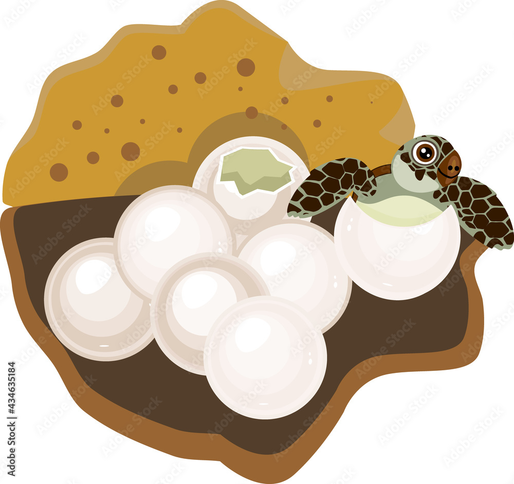 Sea Turtle Eggs Hatching