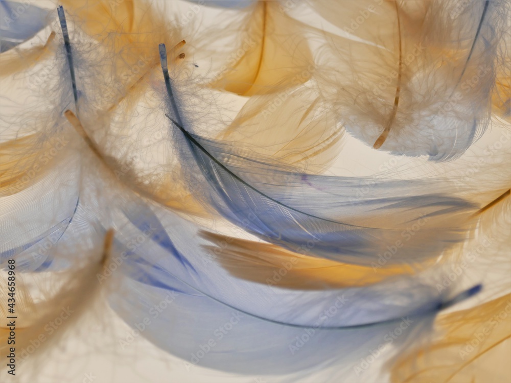 Feathers background in pastel colors. Blue and beige feathers texture ...