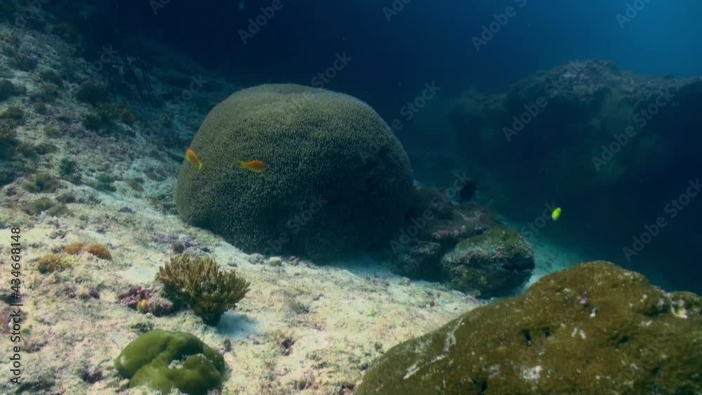 Underwater landscape of coral reef. Amazing, beautiful underwater ...