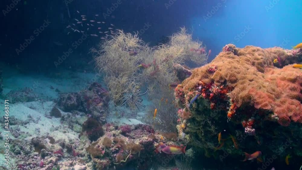 Underwater landscape of coral reef. Amazing, beautiful underwater ...