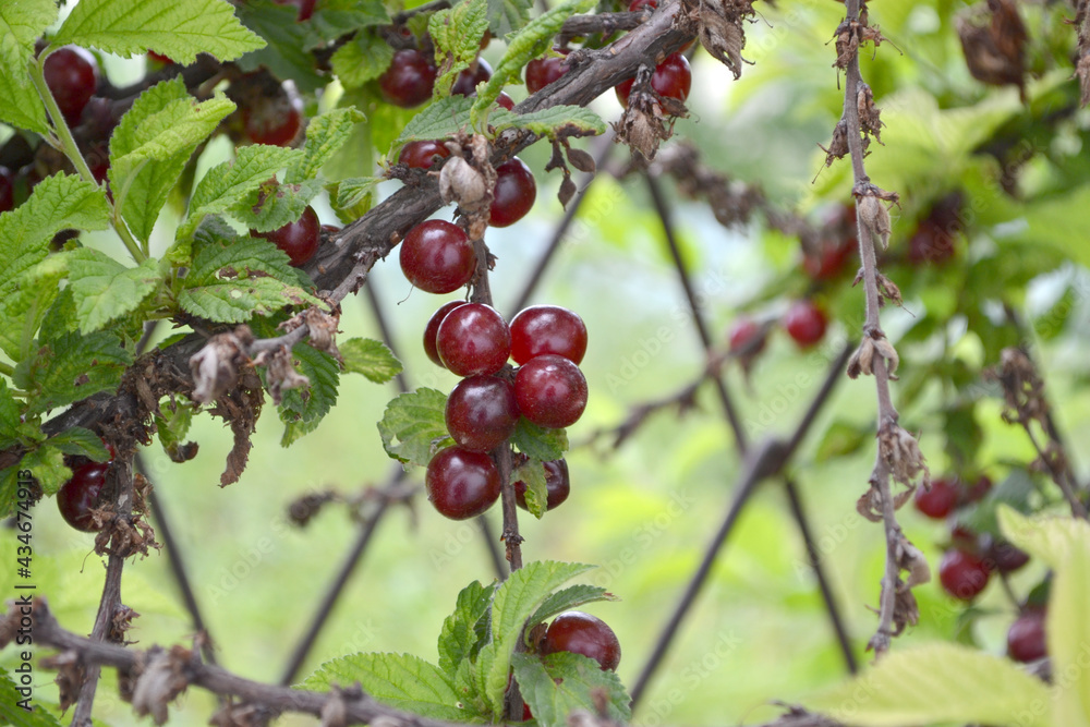 Prunus tomentosa. Felt cherry. Beautiful berry abstract background of ...