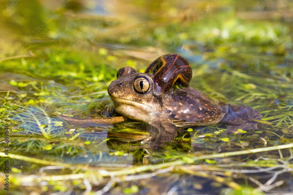 European Spadefoot Toad, Pelobates fuscus, with leech attached to neck ...