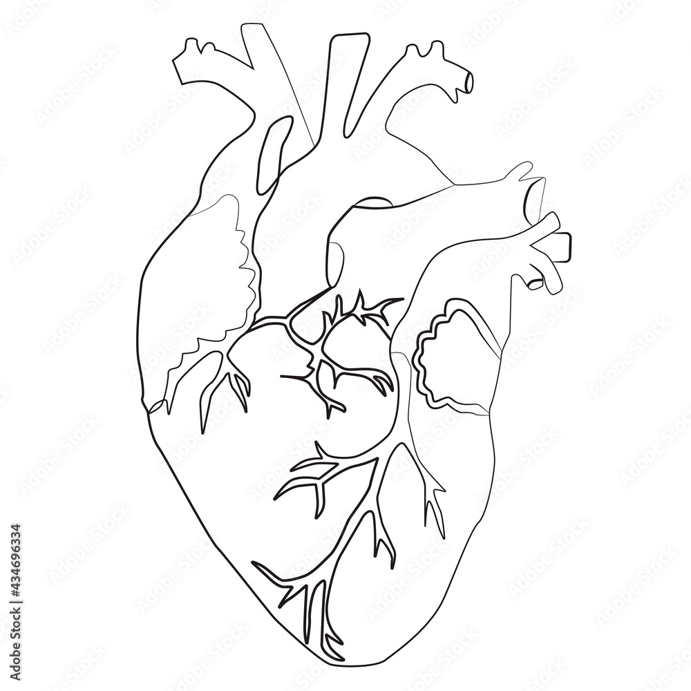 Line art sketch of human heart, vector illustration Stock Vector ...