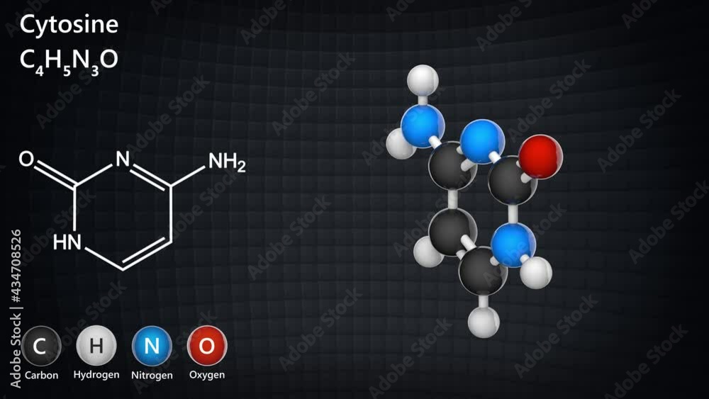 Base Molecular Structure